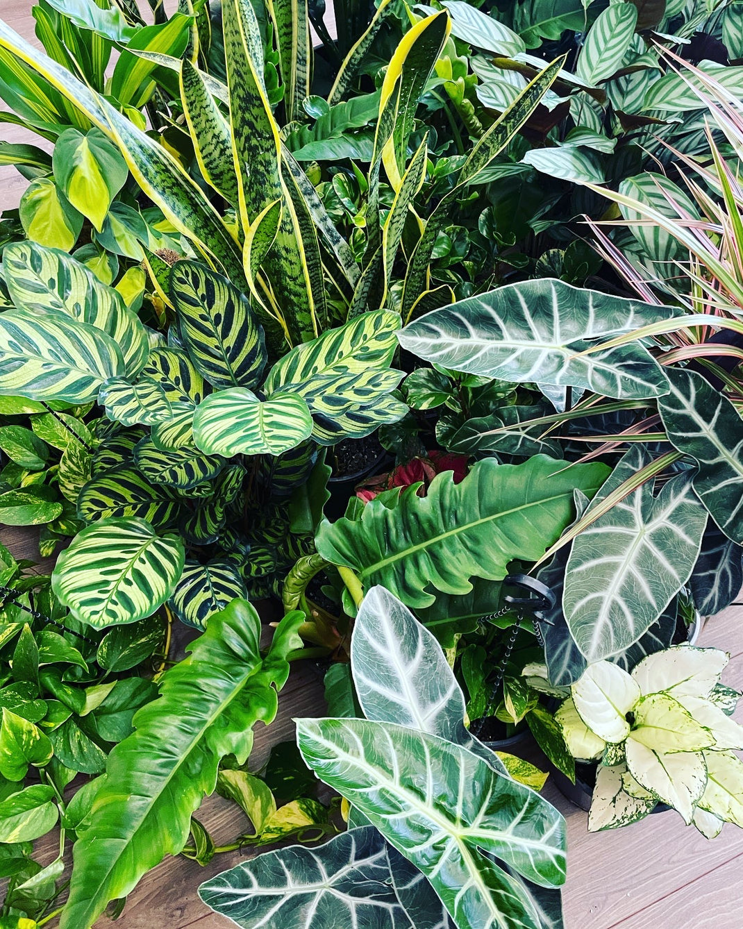 Plants – Plant.addicts.anonymous