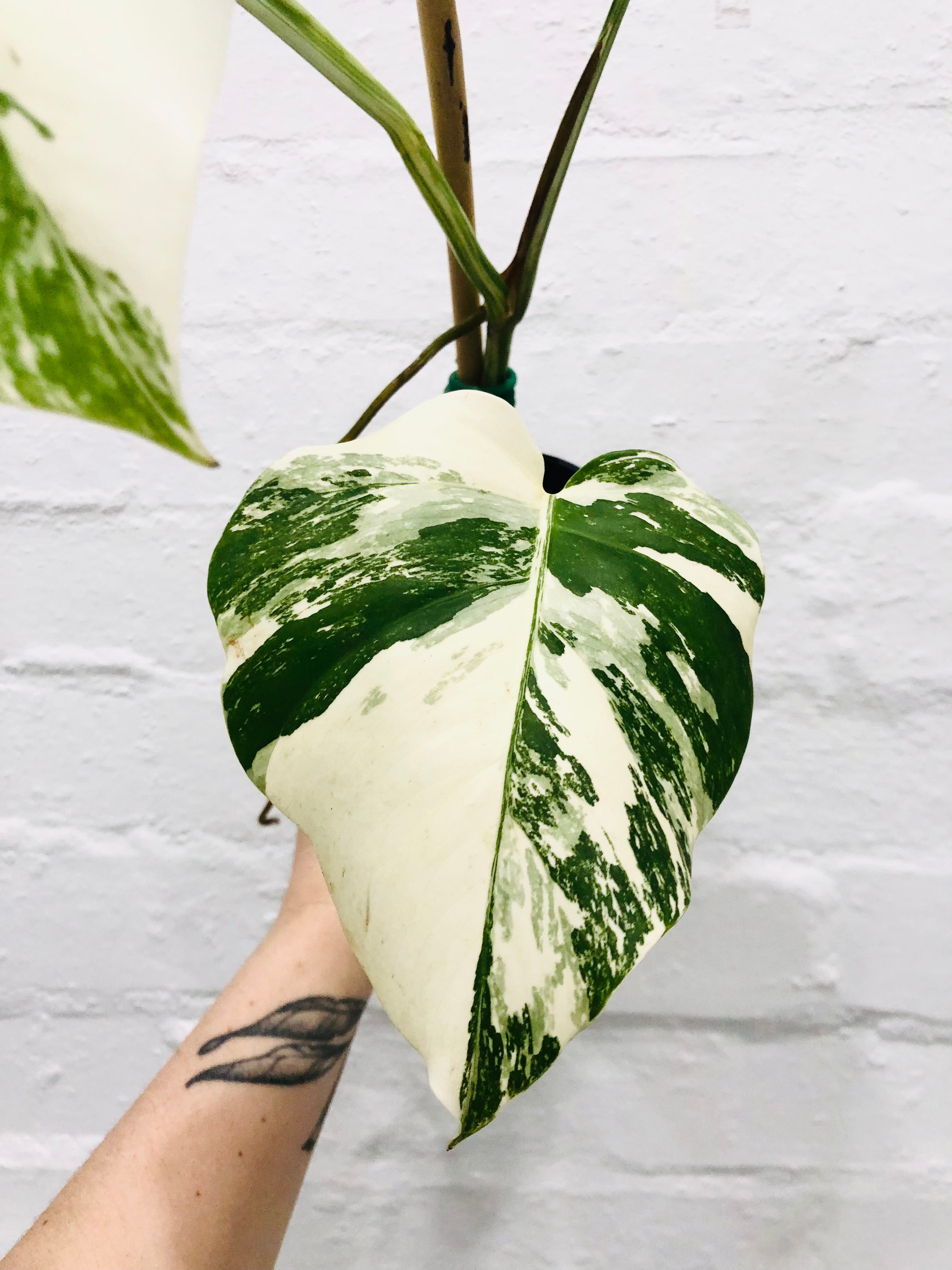 Rare and Uncommon Plants – Plant.addicts.anonymous
