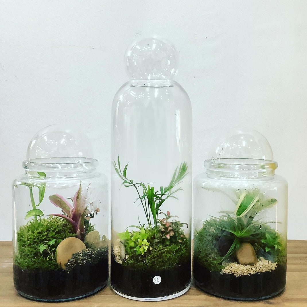Terrariums – Plant.addicts.anonymous