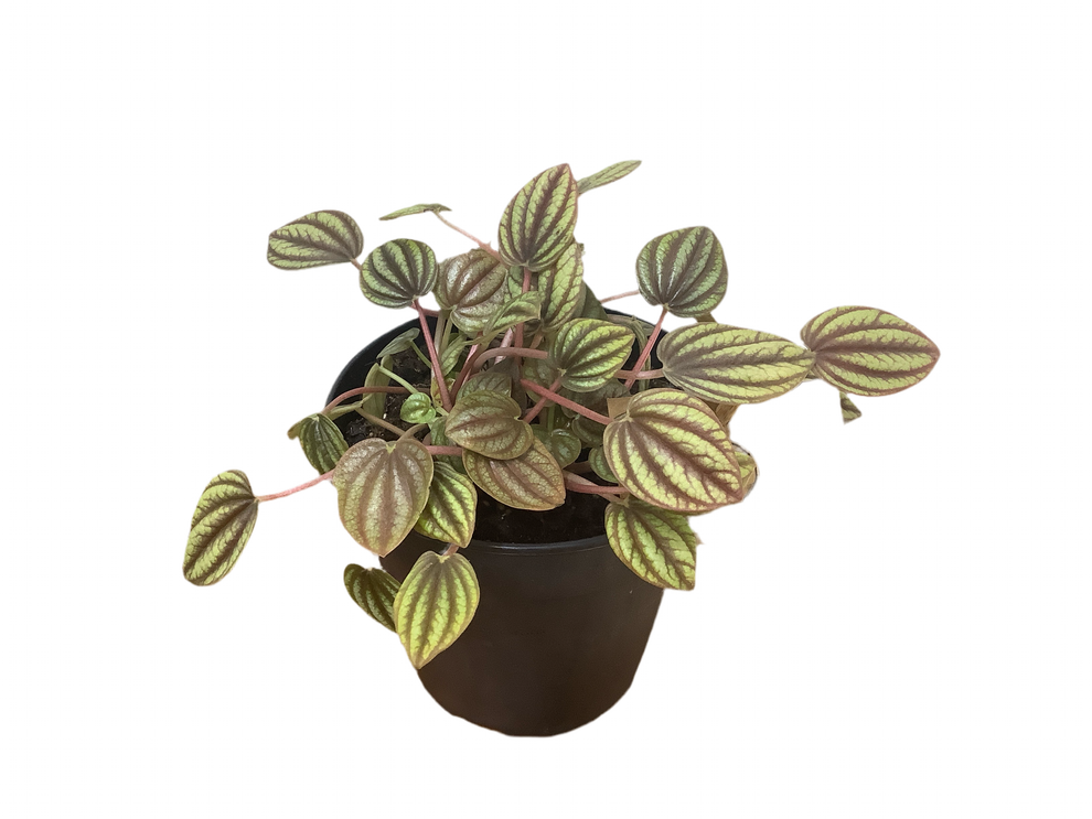 Peperomia Albovittata ‘Piccolo Banda’ – Plant.addicts.anonymous