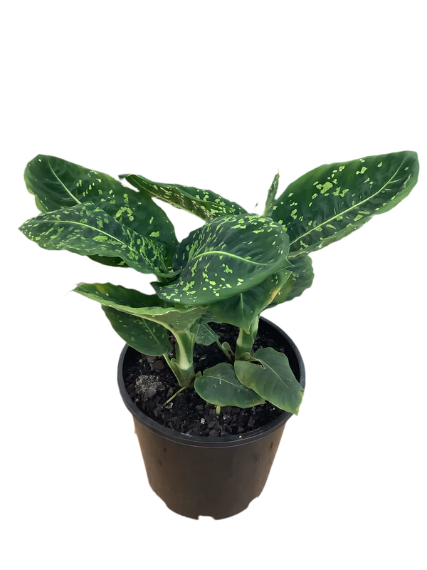 Dieffenbachia ‘Tiki’ – Plant.addicts.anonymous