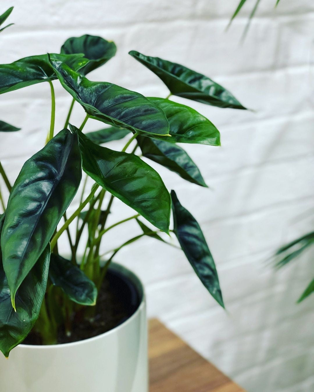 Indoor Plant Nursery Geelong & Melbourne | Plant Addicts Anonymous ...