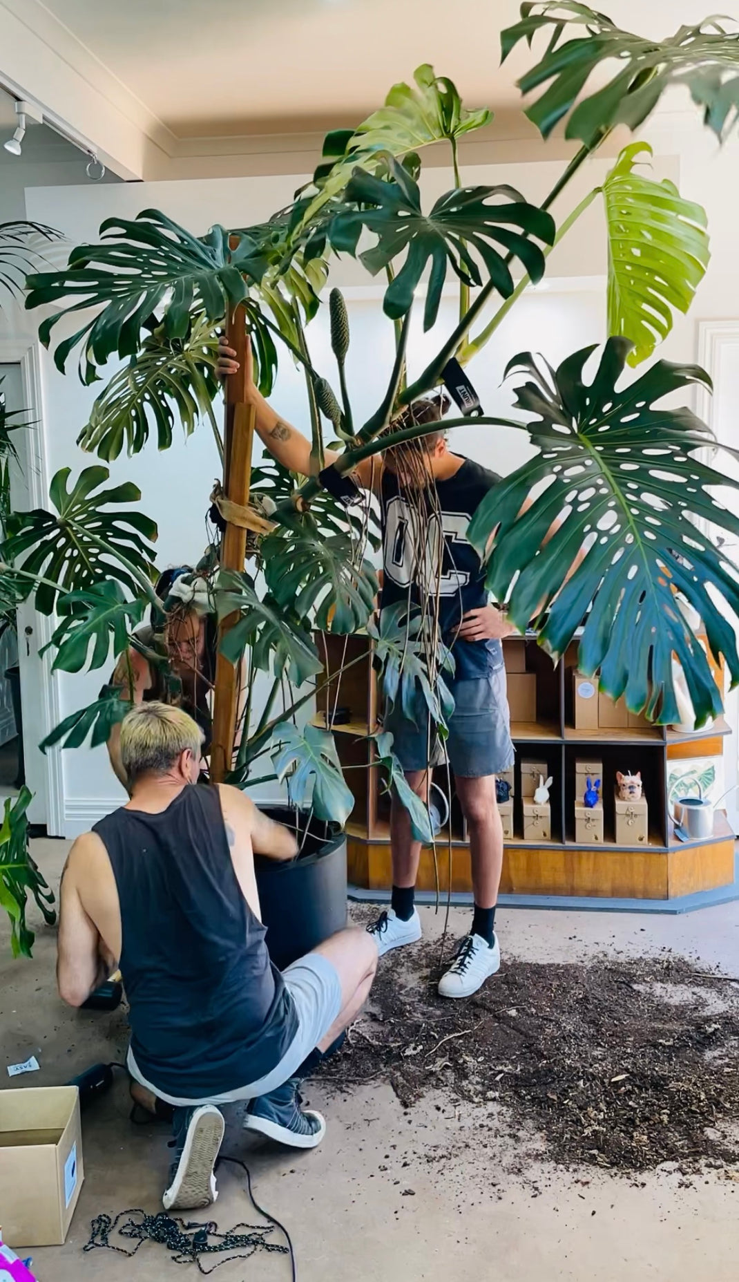 Services – Plant.addicts.anonymous