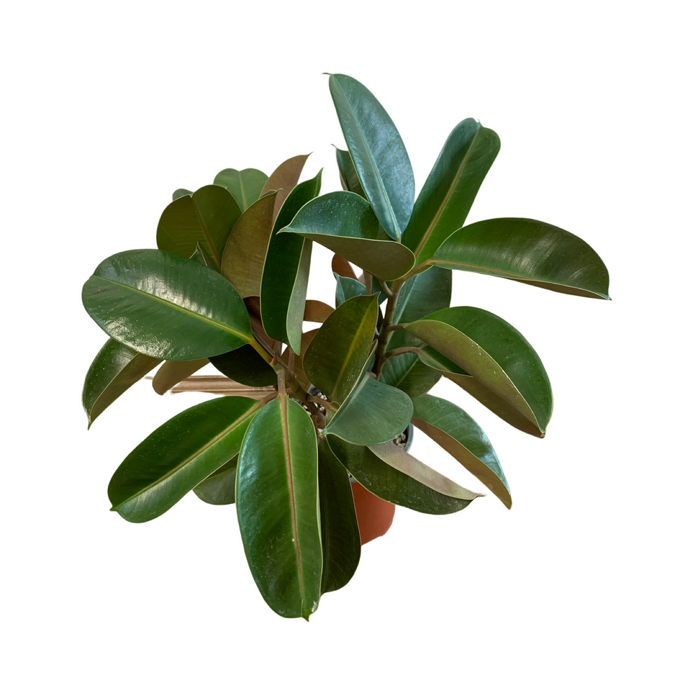 Ficus Elastica Rubber Tree ‘Robusta’ – Plant.addicts.anonymous