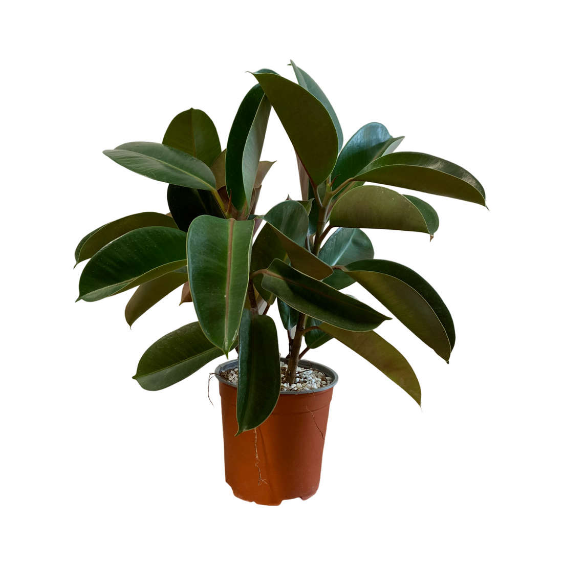 Ficus Elastica Rubber Tree ‘Robusta’ – Plant.addicts.anonymous