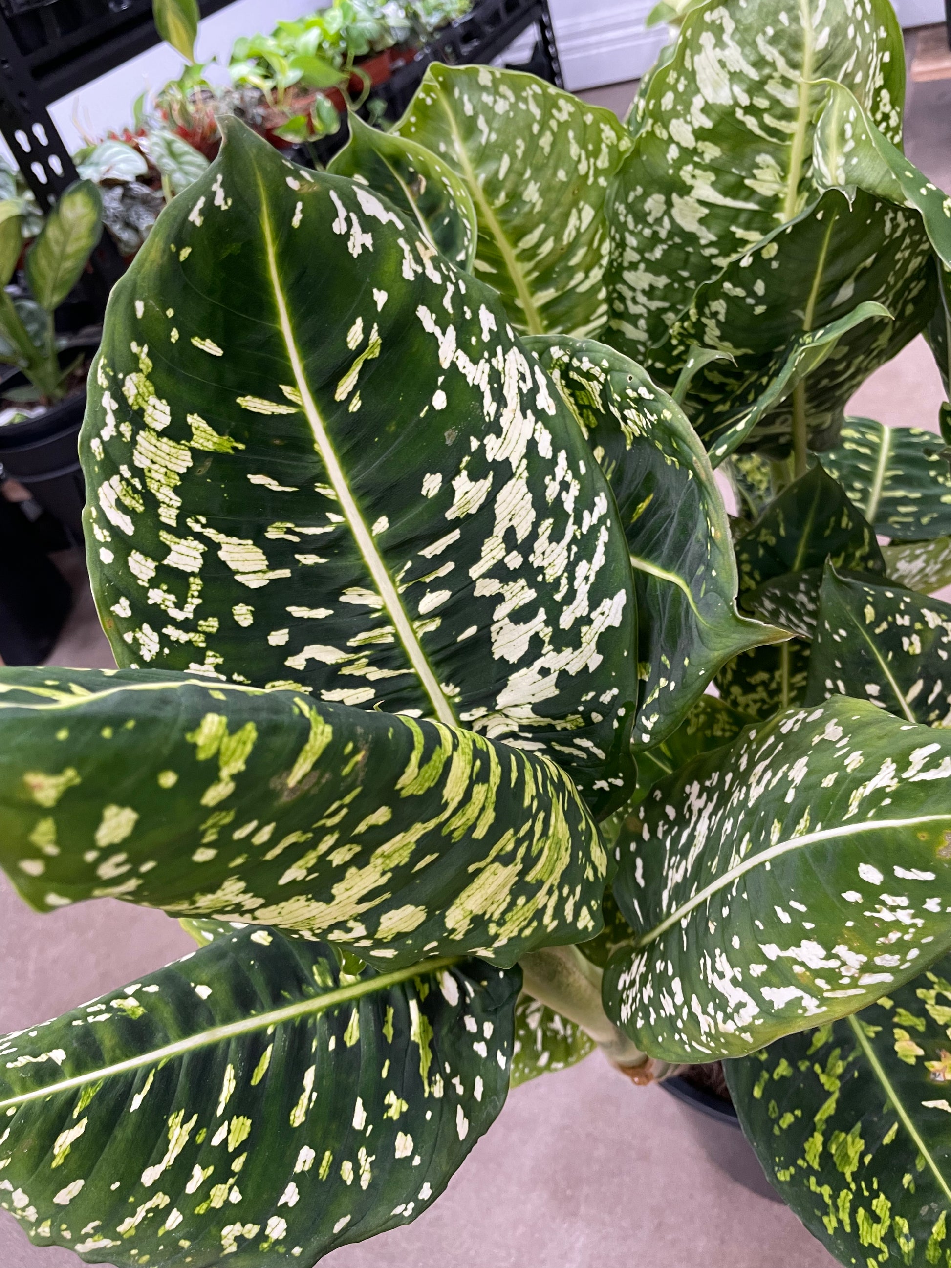 Dieffenbachia Tiki – Plant.addicts.anonymous